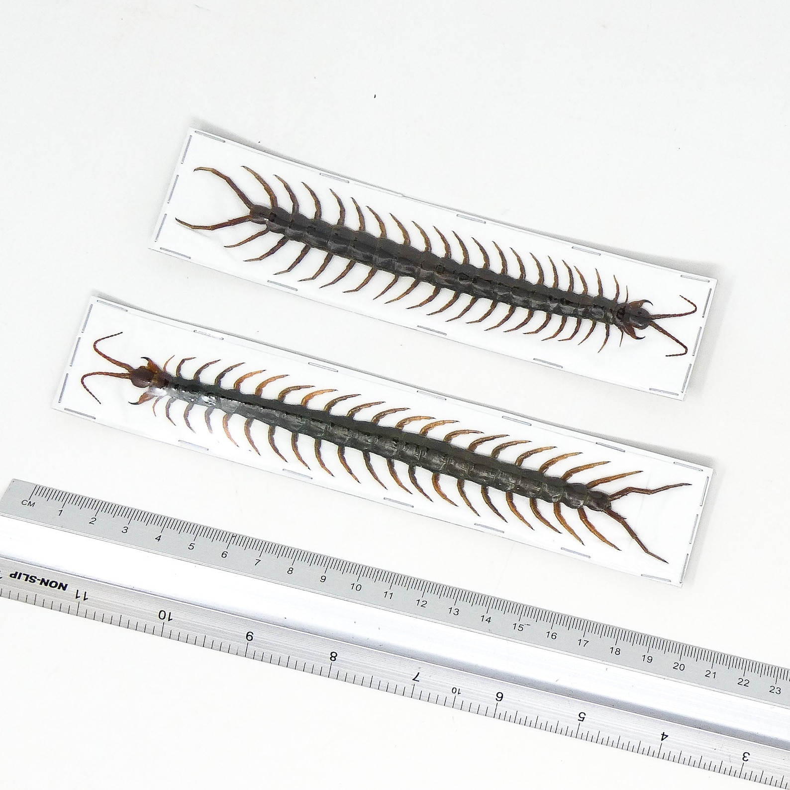 TWO (2) Java Centipedes (scolopendra Morsitans) 5.5 Inch. A1 Real ...