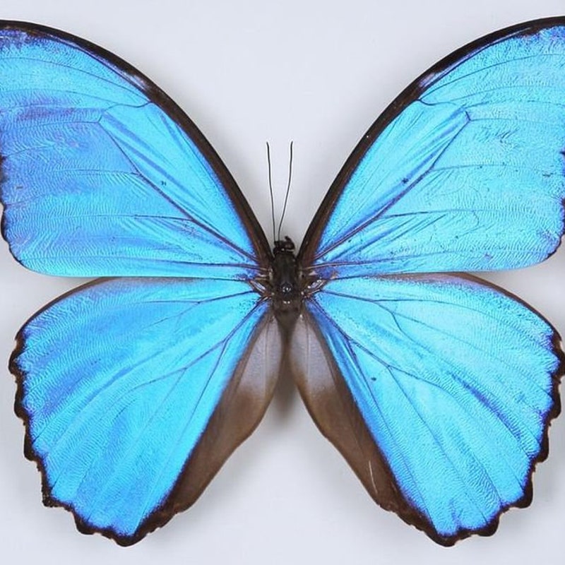 Peruvian Butterflies - Etsy