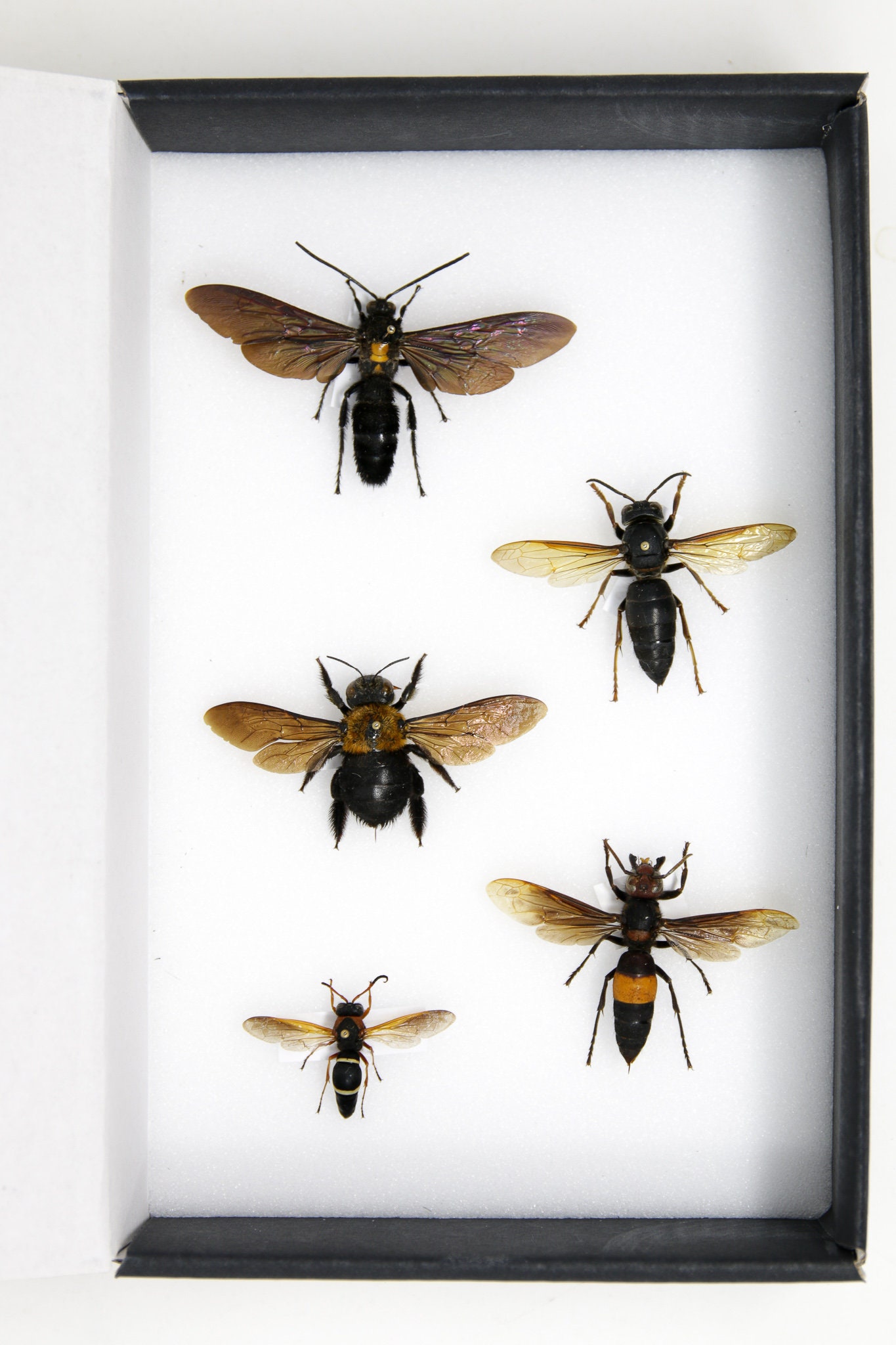 A Collection of Bees & Wasps (Hymenoptera) inc. Scientific Collection ...