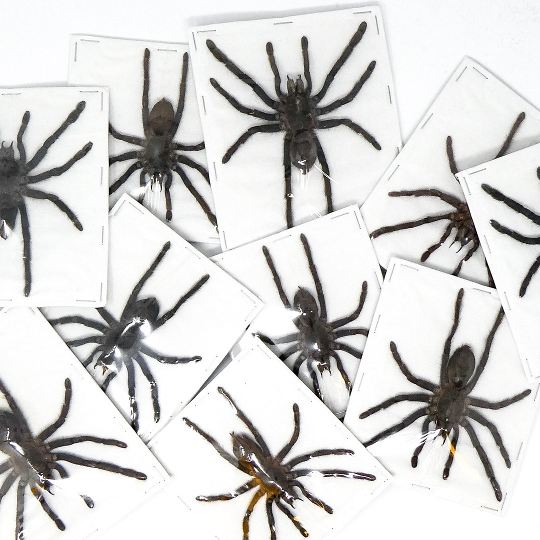 LOT OF 10 Spread Tarantulas (selenocosmia Javanensis Dolichoplectra) A1 ...