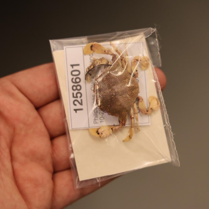 ArtButterflies - Etsy