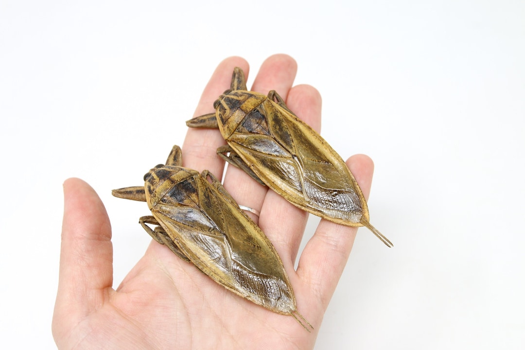 2 X Thai Giant Water Bug 3.5" (lethocerus Grandis) Belostomatidae ...
