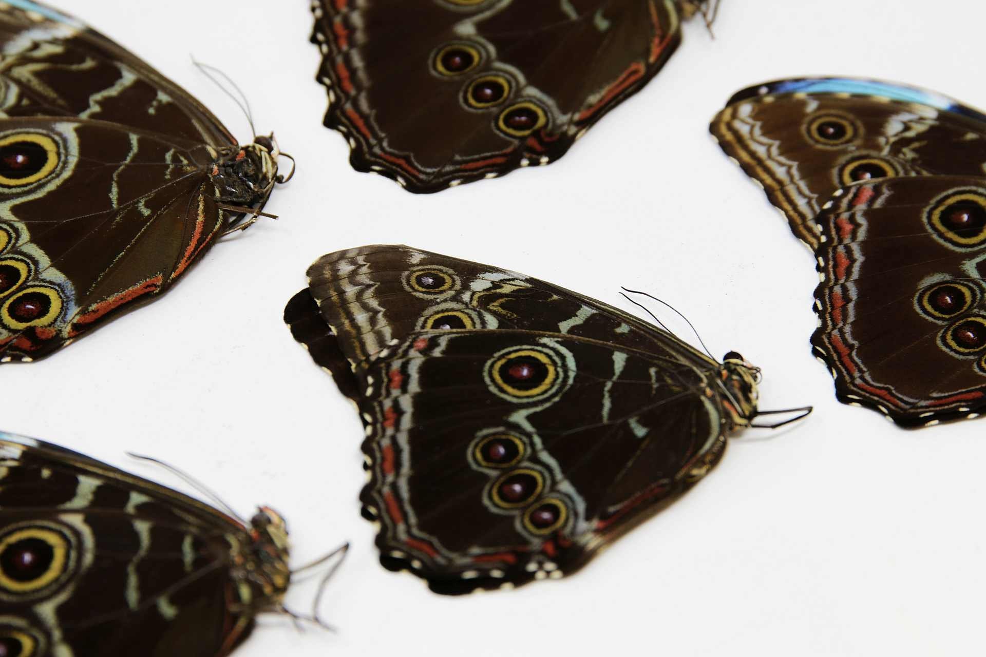 FIVE (5) Morpho peleides A1 | Blue Morpho Butterflies Peru | Dry ...