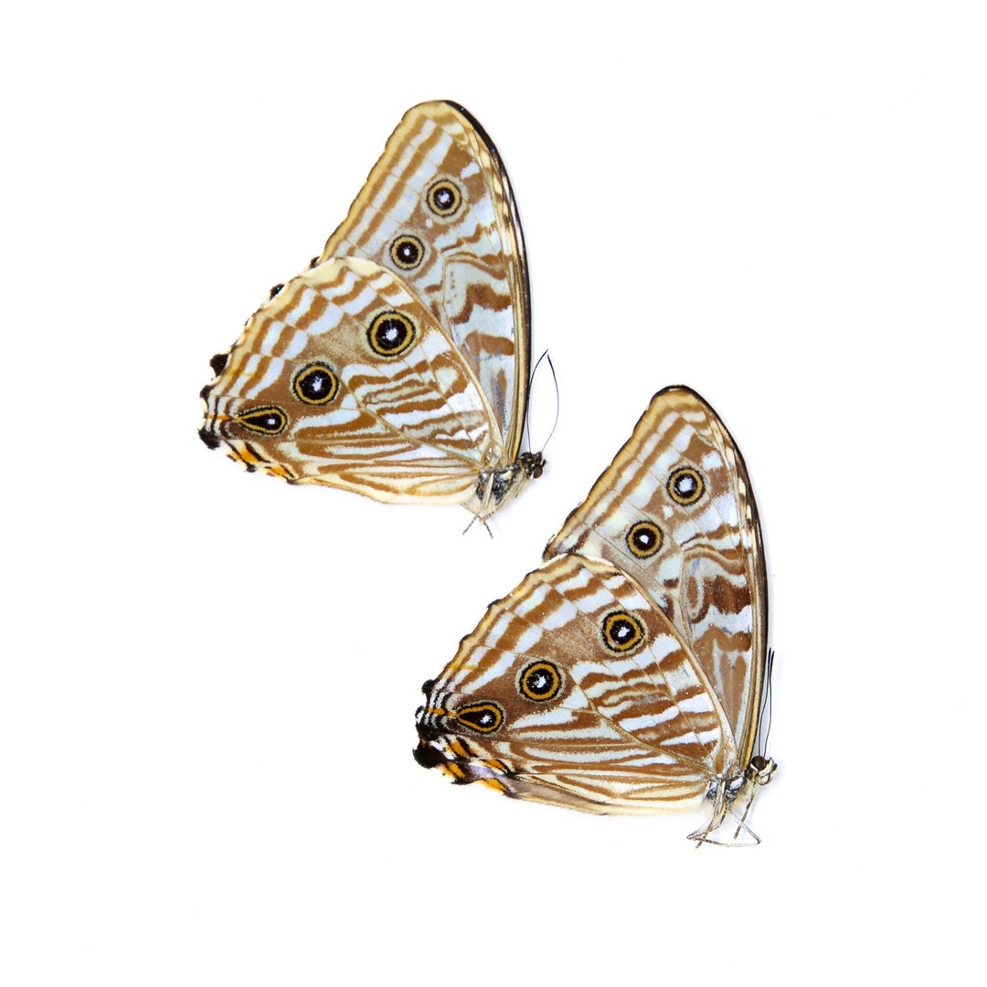 Two (2) Morpho Portis 65mm Wingspan BLUE MORPHO, A1 Real Dry-preserved ...