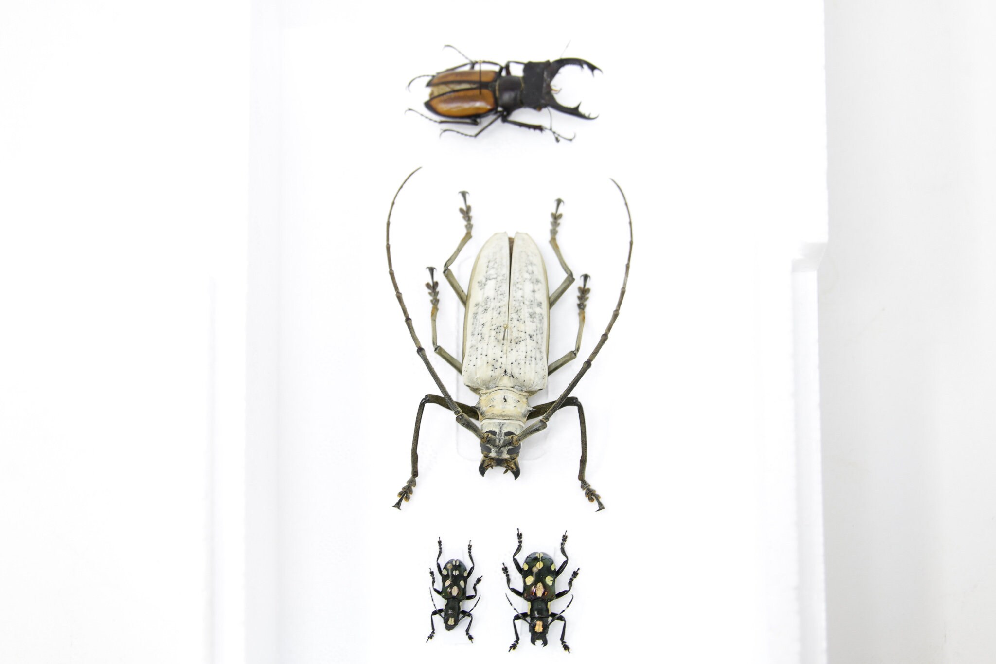 A Collection of Real Longhorned Beetles (Coleoptera) inc. Scientific ...