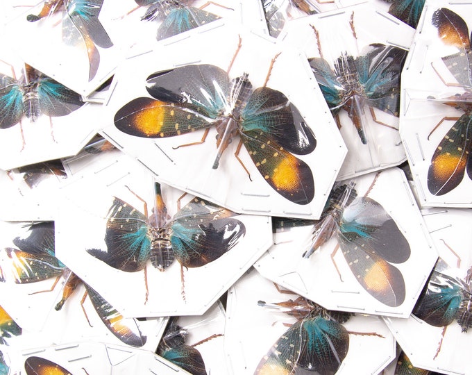 OVERSTOCK: Real Blue Lanternfly, Pyrops Gunjii - Etsy