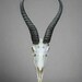 Springbok Skull (antidorcas Marsupialis) Non-cites Species - Etsy