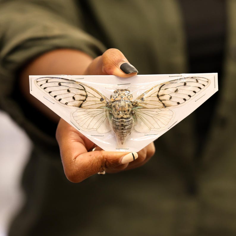 White Ghost Cicada (ayuthia Spectabilis) A1 Spread Specimens 120mm - Etsy