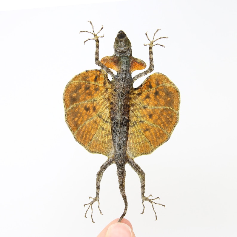 Pair of (2) Draco Flying Lizards (draco Haematopogon) | A1 Spread ...