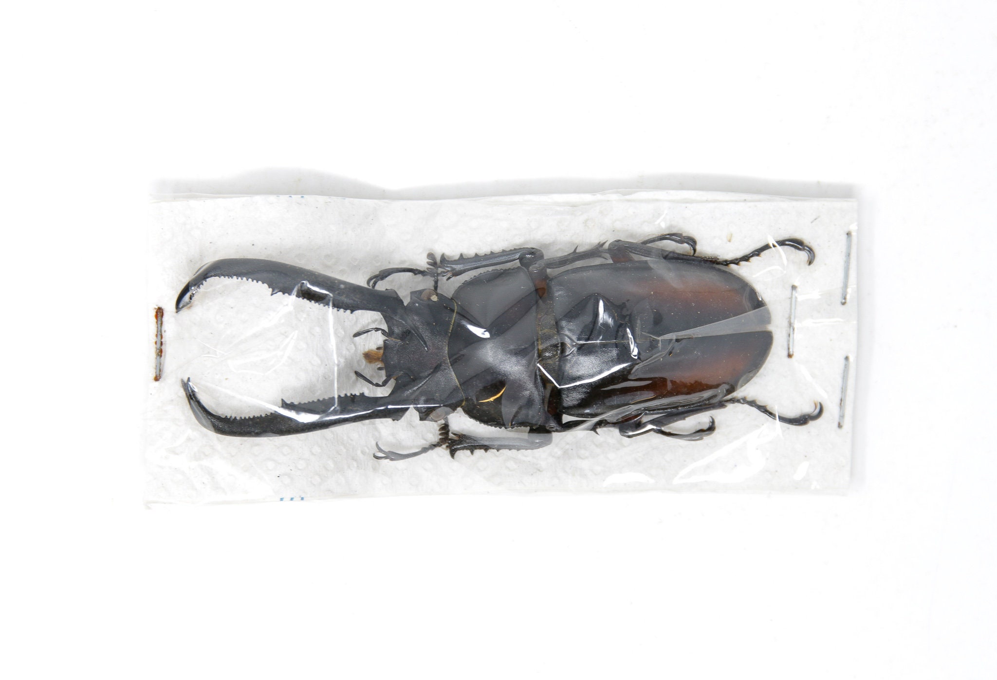 Rhaetulus didieri, Lucanidae Stag Beetles Unmounted Specimen with ...