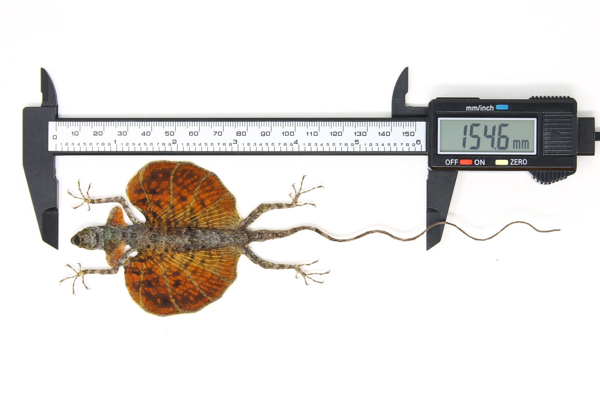 Pair of (2) Draco Flying Lizards (Draco haematopogon) | A1 Spread ...