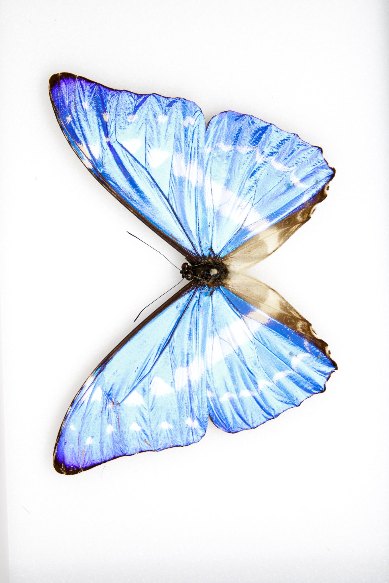 The Cypris Morpho Butterfly (Morpho cypris) A1- Quality SET SPECIMENS ...