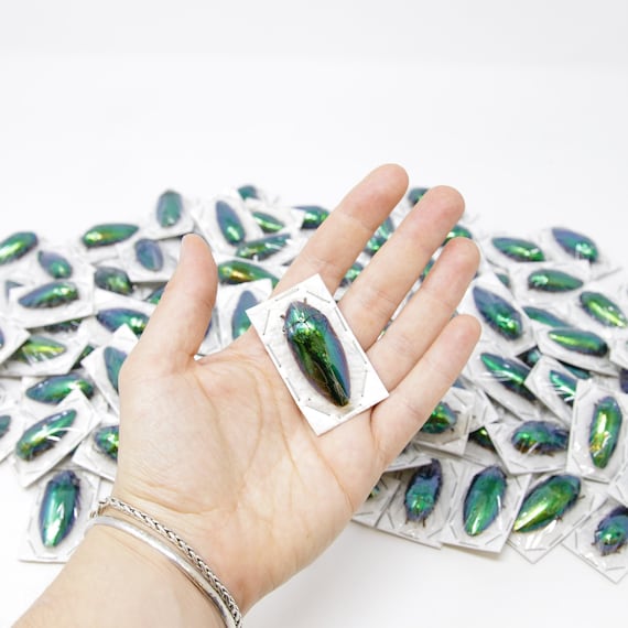 Home Décor Home & Living Sternocera ruficornis A1 Entomology Specimens ...