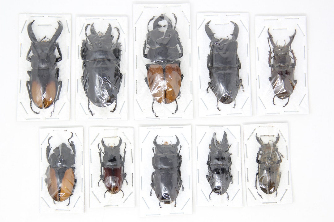 Assorted Specimens Insect Collection (thailand) A1 Unmounted Dried ...