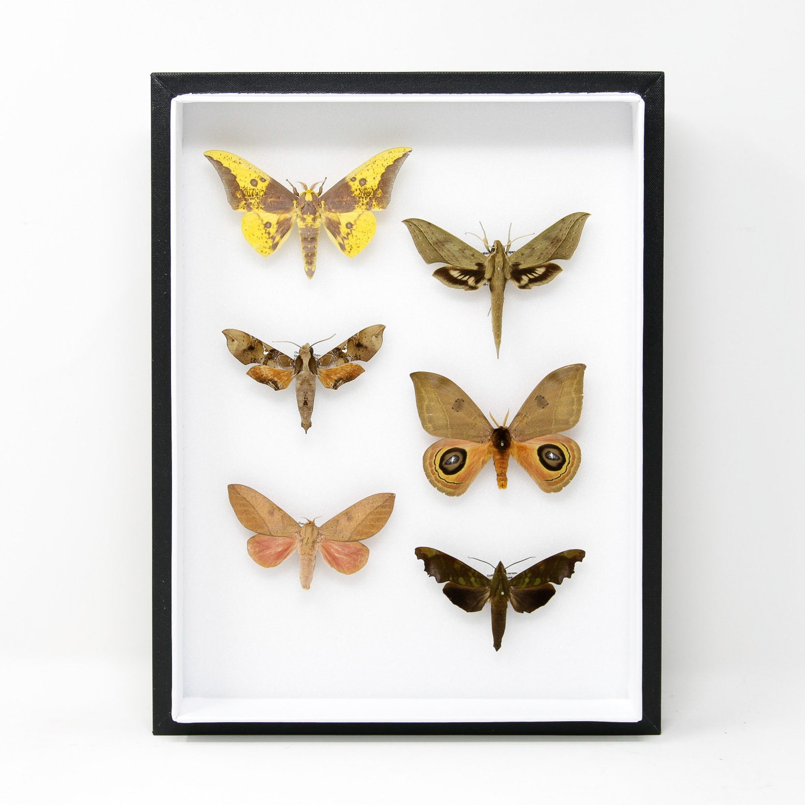 Exotic Moths Taxidermy Specimen Collection | Museum Entomology Box ...