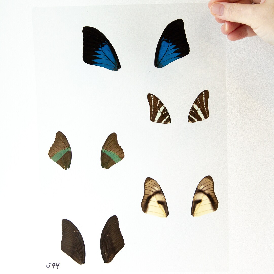 Butterfly Wings GLOSSY LAMINATED SHEET Real Ethically Sourced - Etsy