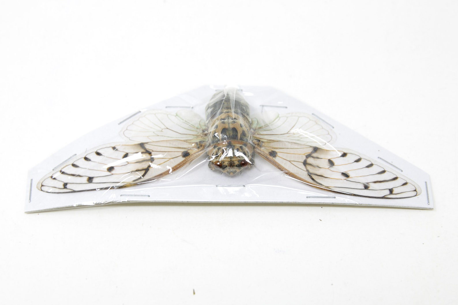 White Ghost Cicada (ayuthia Spectabilis) A1 Spread Specimens 120mm - Etsy