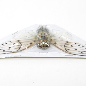 White Ghost Cicada (ayuthia Spectabilis) A1 Spread Specimens 120mm - Etsy