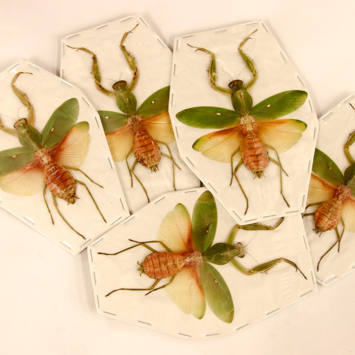 Shield Praying Mantis (rhombodera Javana) Indonesia, Spread Entomology ...