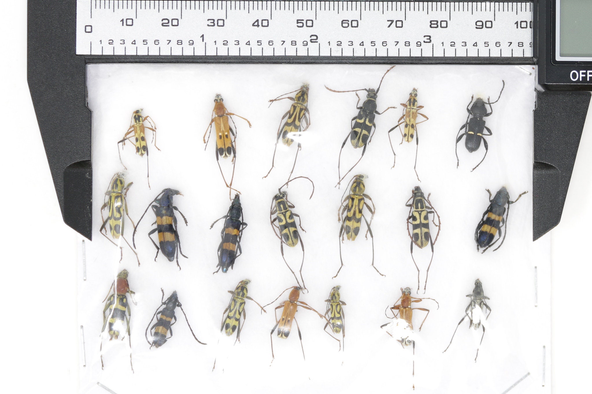 Insect Specimen Collection, Thailand 2021 (Various Coleoptera) SET#AI01