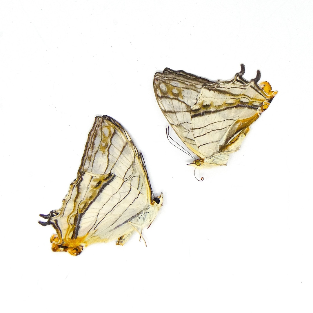 TWO (2) Common Map Butterflies (cyrestis Thyodamas) A1 Dry Preserved ...