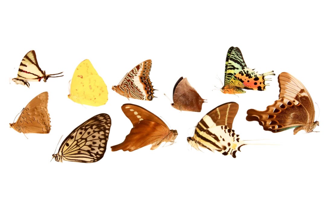 10 Premium Assorted Butterfly Selection, A1 Unmounted Specimens - Etsy