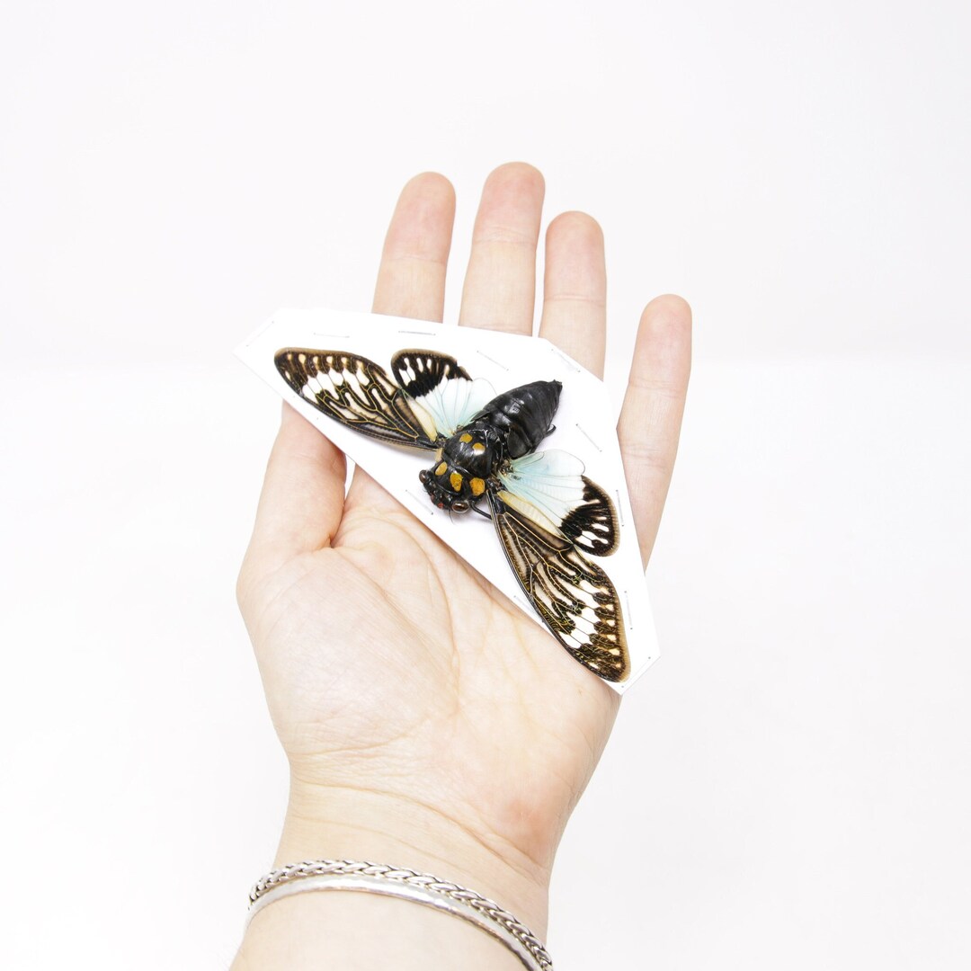 TWO (2) BLUE CICADAS Large Spread-specimens A1 Best Quality | Tosena ...