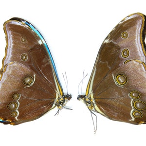 TWO (2) Morpho Absoloni DAMAGED ANTENNA | Blue Morpho Brazil ...
