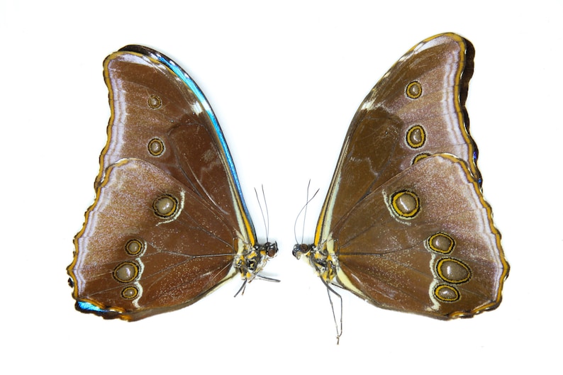 TWO (2) Morpho Absoloni | Blue Morpho Brazil Butterflies | Unmounted A1/A1- Specimens - Etsy