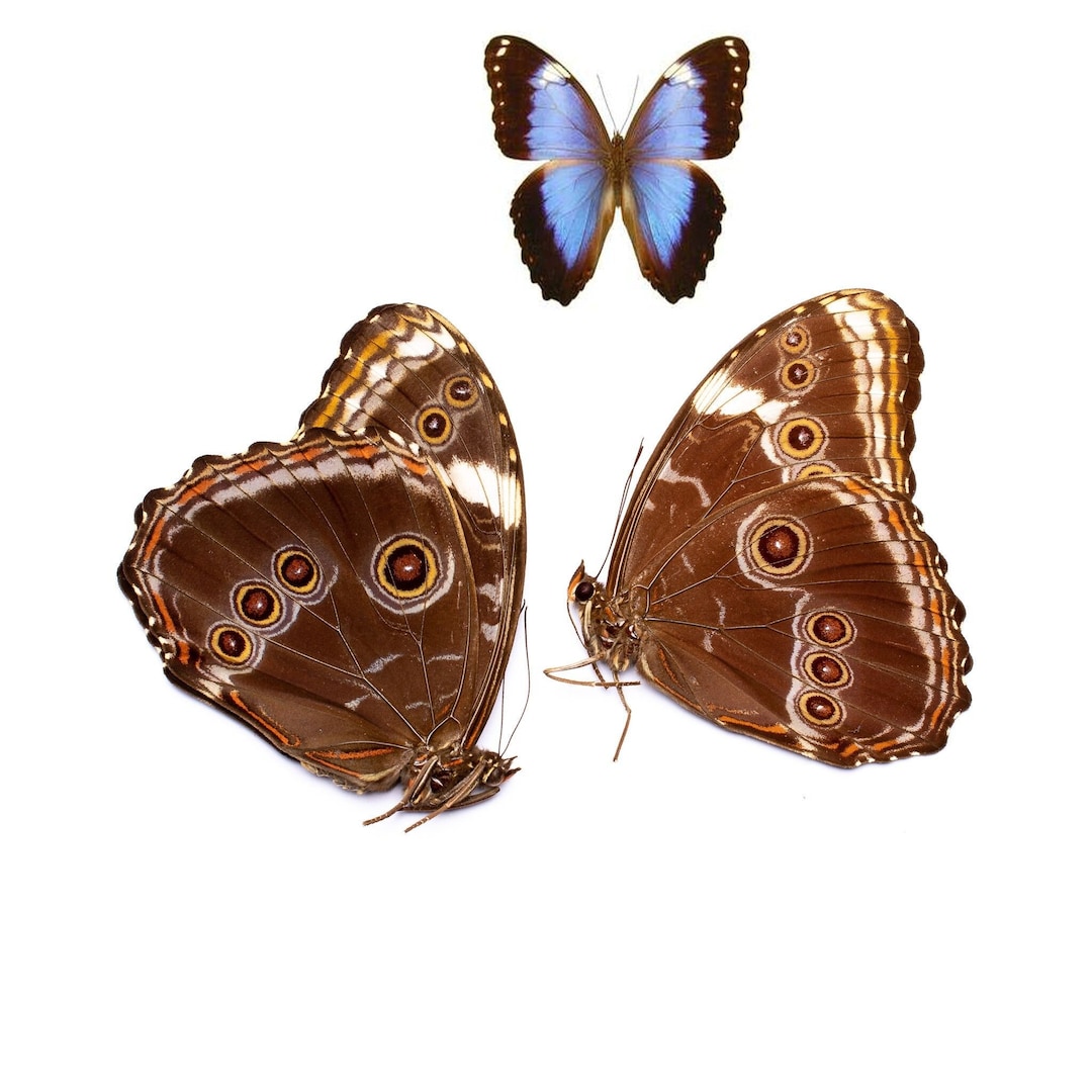 Two (2) Morpho Helenor Violaceus, Helenor Blue Morpho A1 Unmounted Real ...