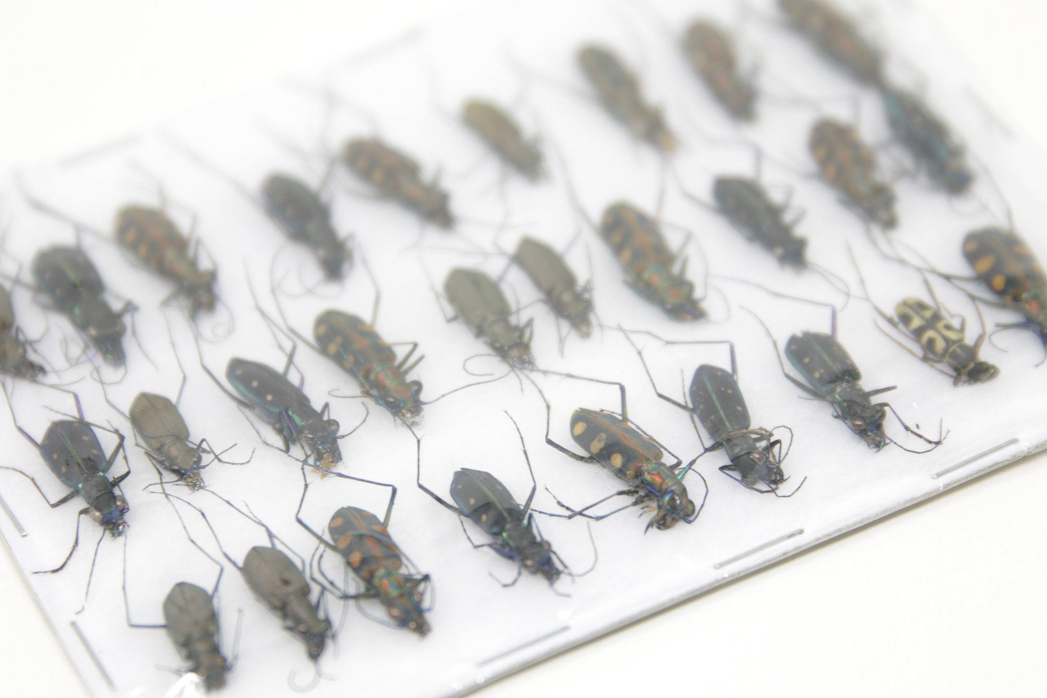Insect Specimen Collection, Thailand 2021 (Various Coleoptera) SET#AI19