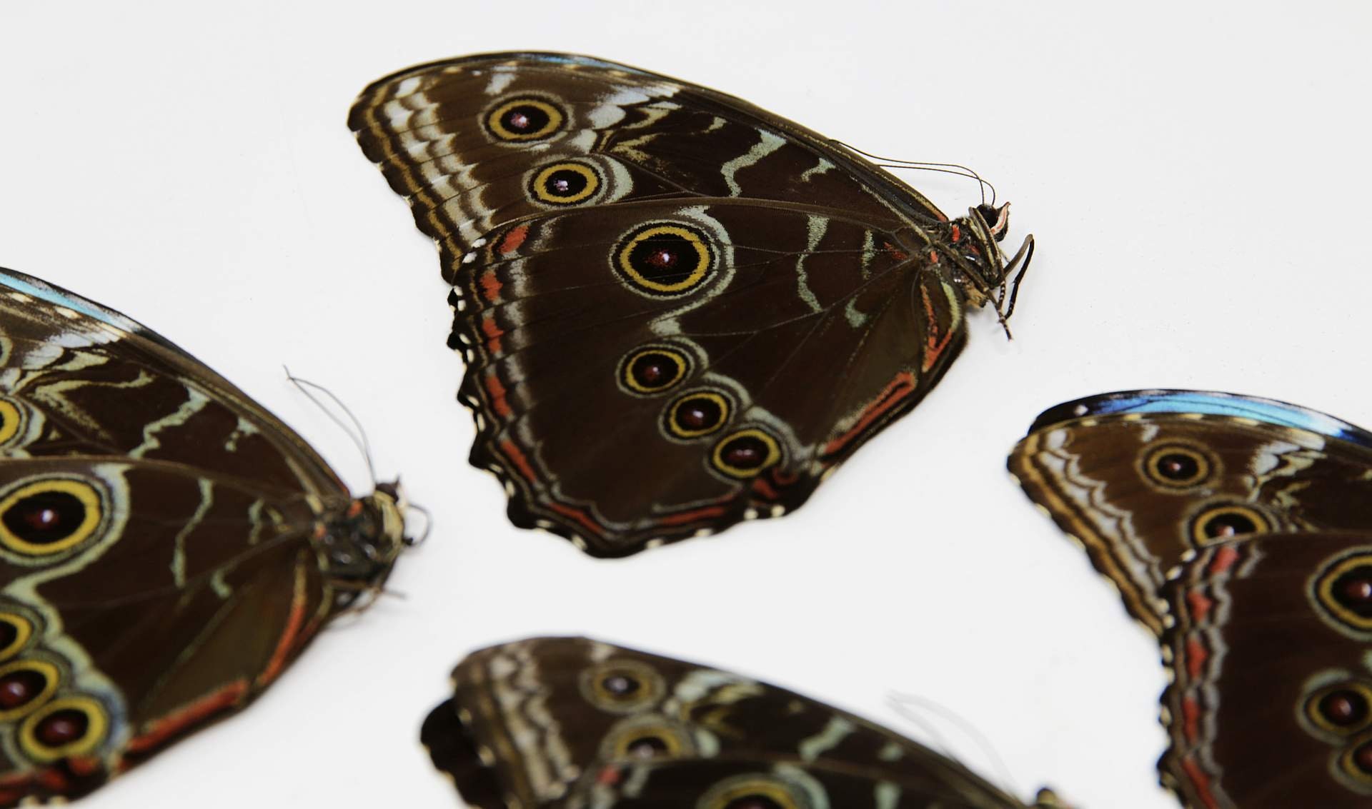 FIVE (5) Morpho peleides A1 | Blue Morpho Butterflies Peru | Dry ...