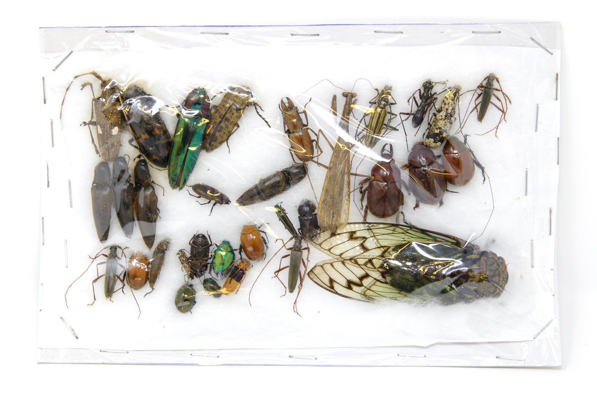 Insect Specimen Collection, Laos 2021 (Southeast Asia) Set #503