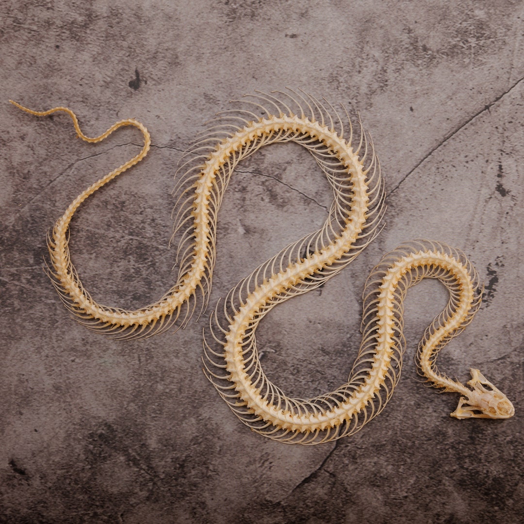 Reuss' Water Snake SKELETON enhydris Alternans A1 Specimen 10 non-cites ...