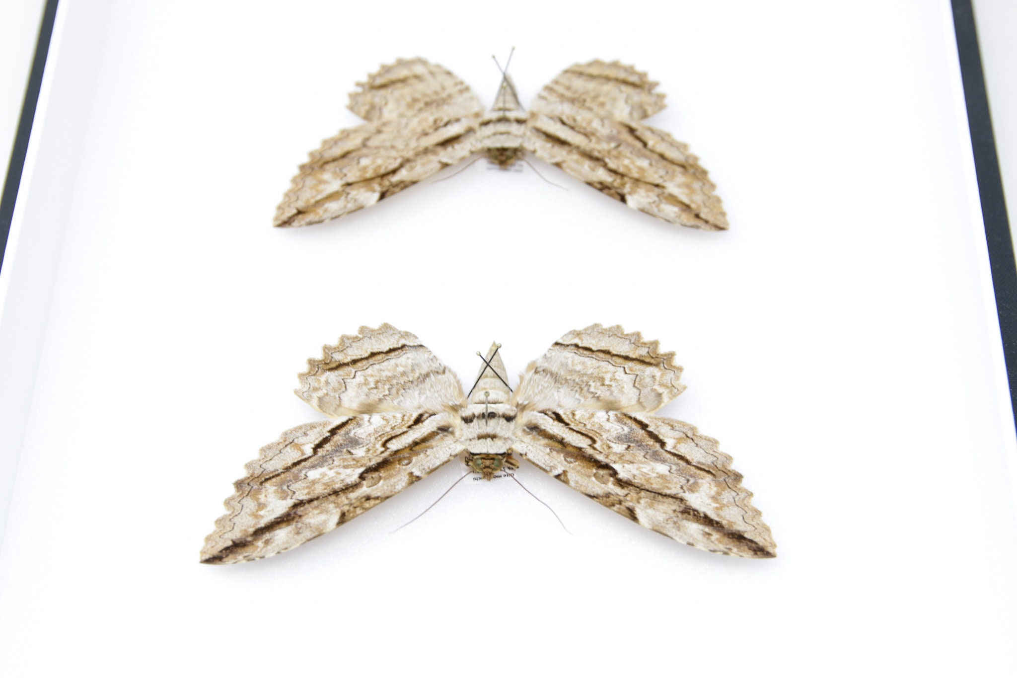 Silk Moth Taxidermy Specimens | Pinned Lepidoptera, Entomology Box ...