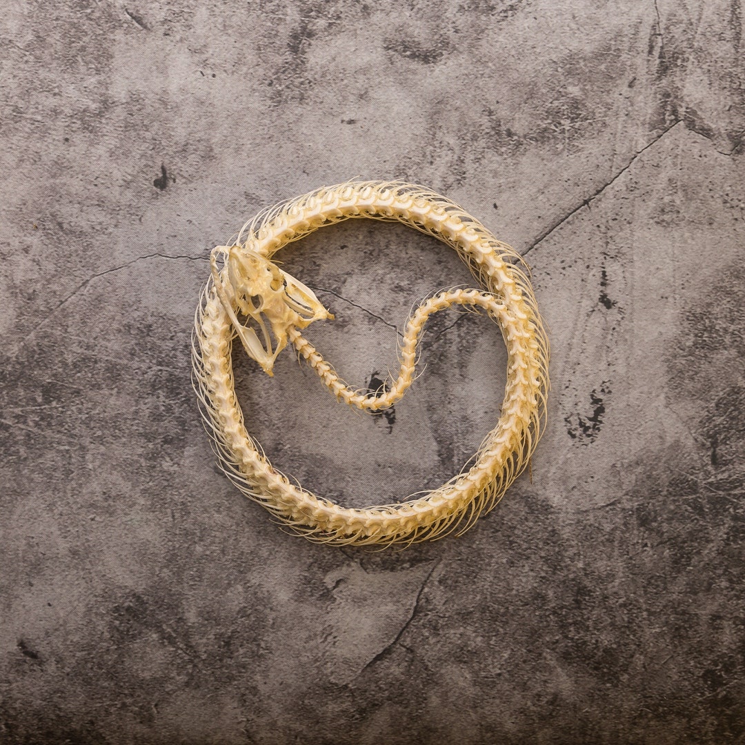 Oriental Whip Snake Coiled Skeleton ahaetulla Prasina A1 Specimen Ideal ...