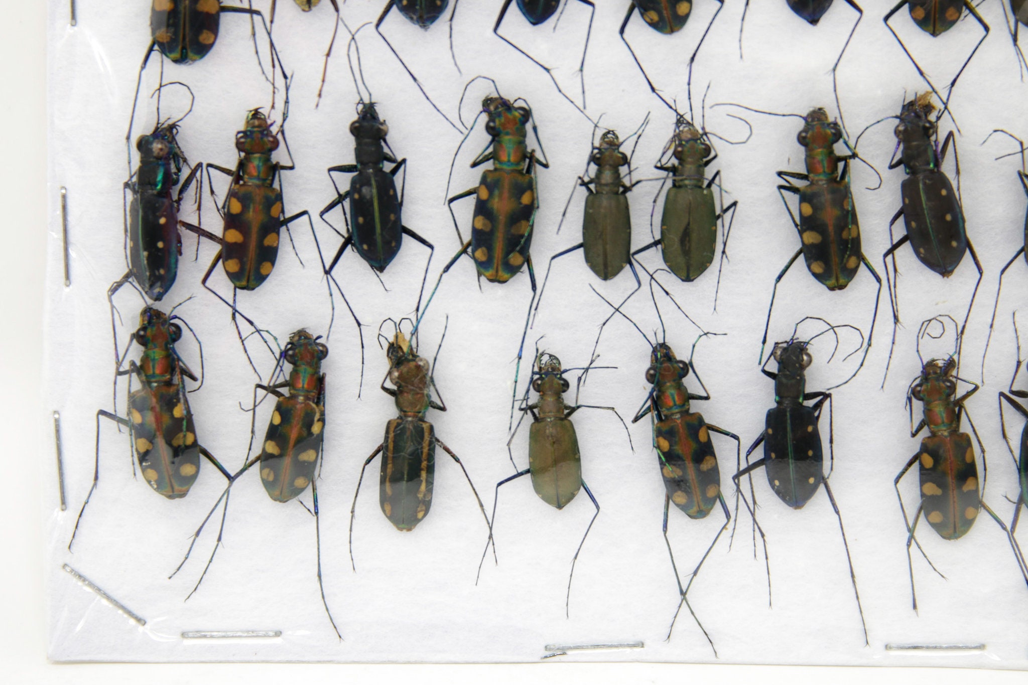 Insect Specimen Collection, Thailand 2021 (Various Coleoptera) SET#AI19