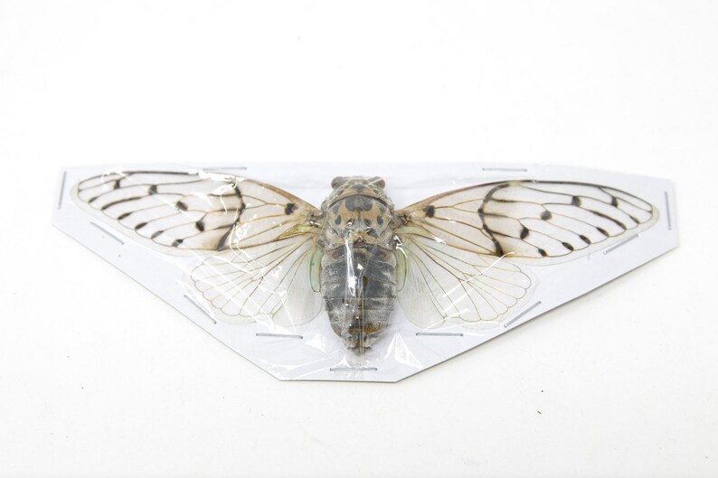 White Ghost Cicada (ayuthia Spectabilis) A1 Spread Specimens 120mm - Etsy