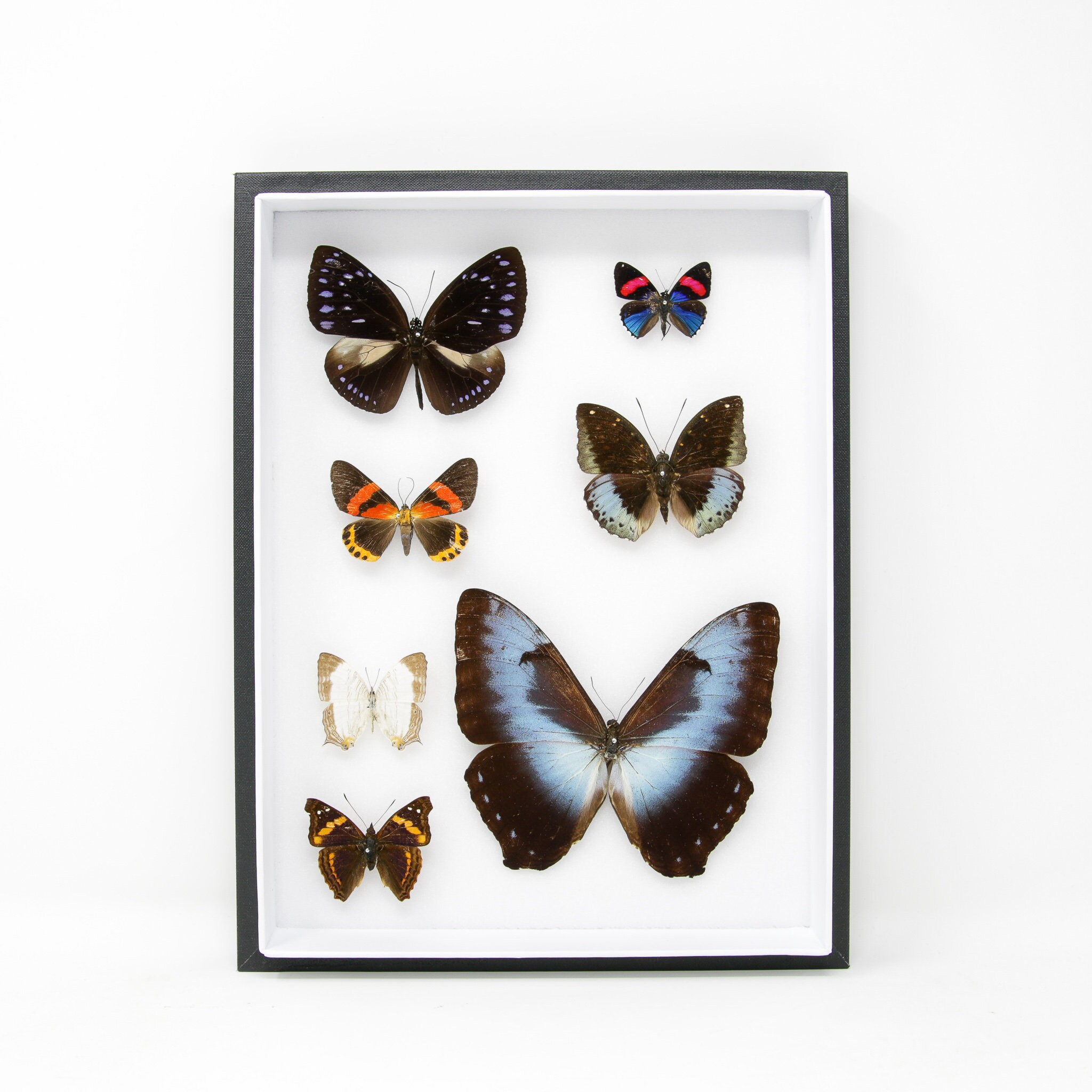 Tropical Dry-preserved Butterfly Specimens | Pinned, Entomology Box ...