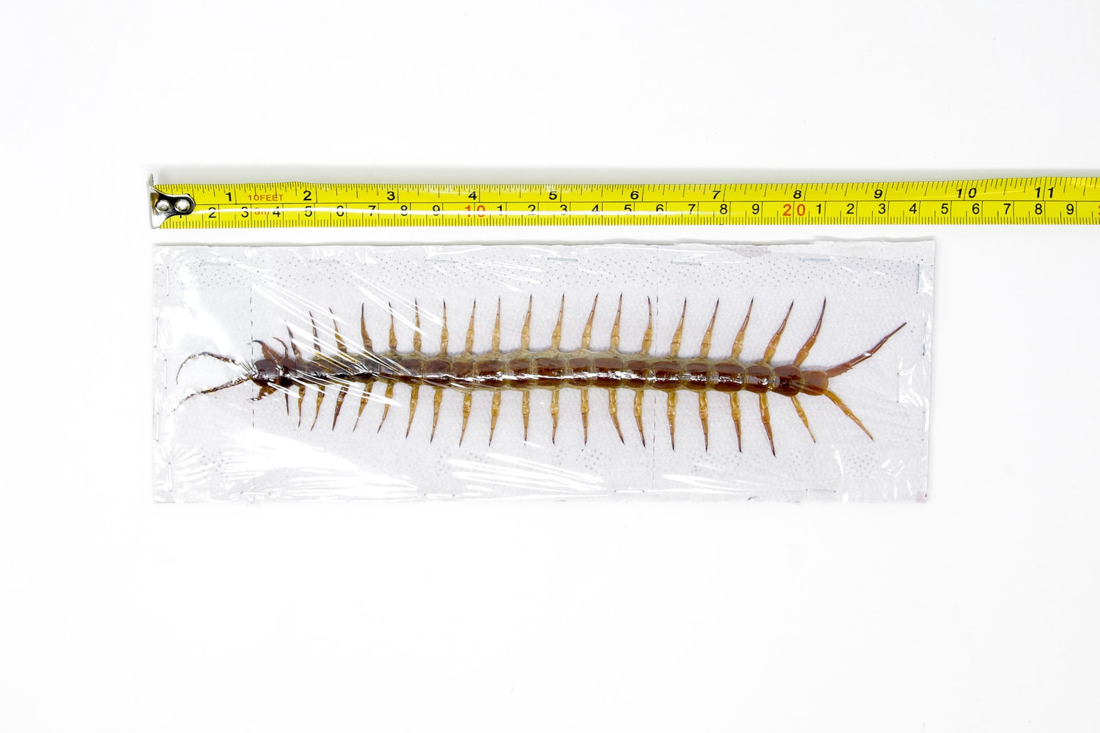 LARGE 8" Giant Centipede (scolopendra Subspinipes) 20cm+ Spread ...