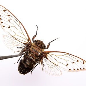 World's Largest Cicada Species 7-8" Wingspan | Megapomponia Merula ...