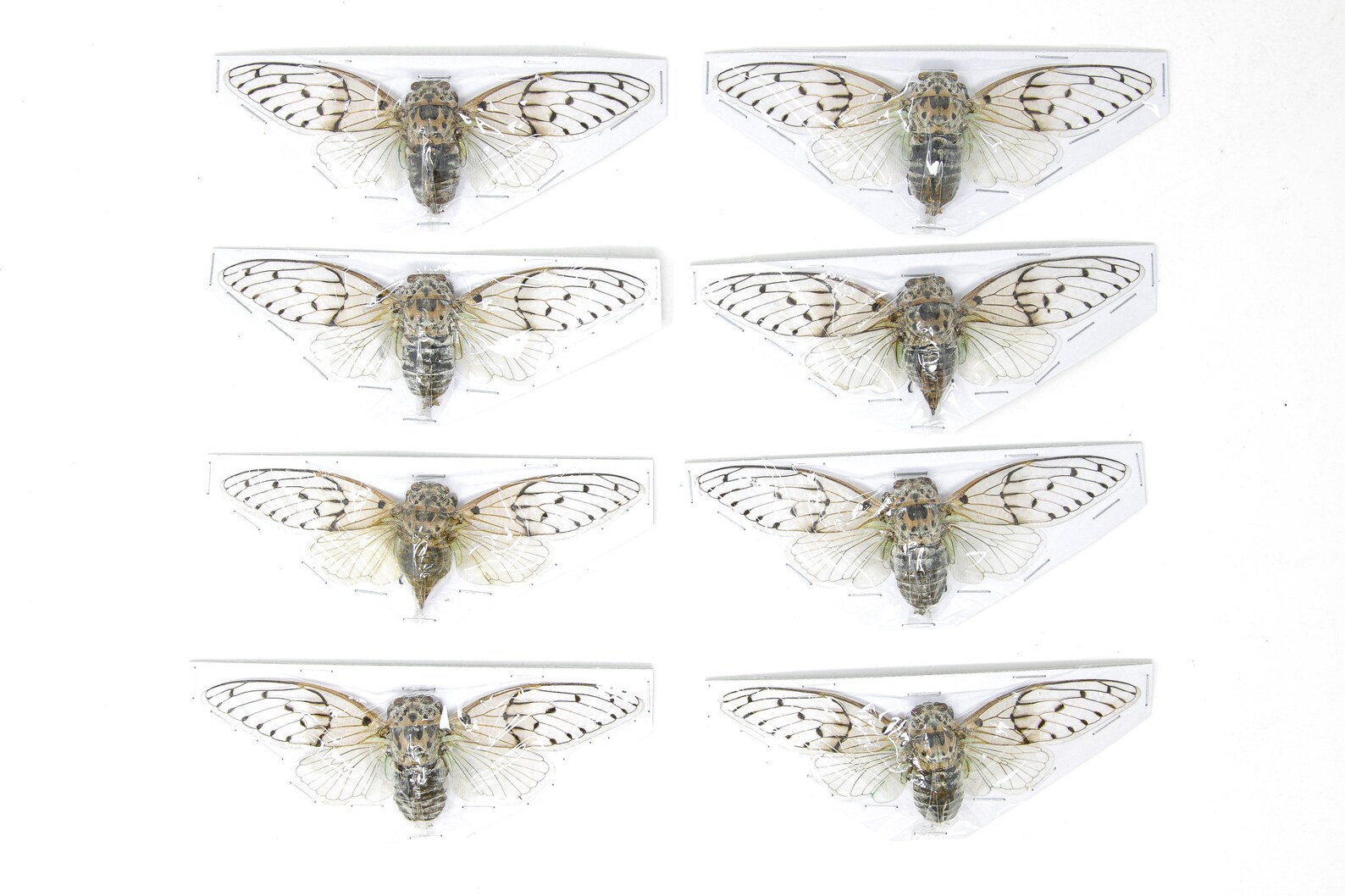 White Ghost Cicada (ayuthia Spectabilis) A1 Spread Specimens 120mm - Etsy