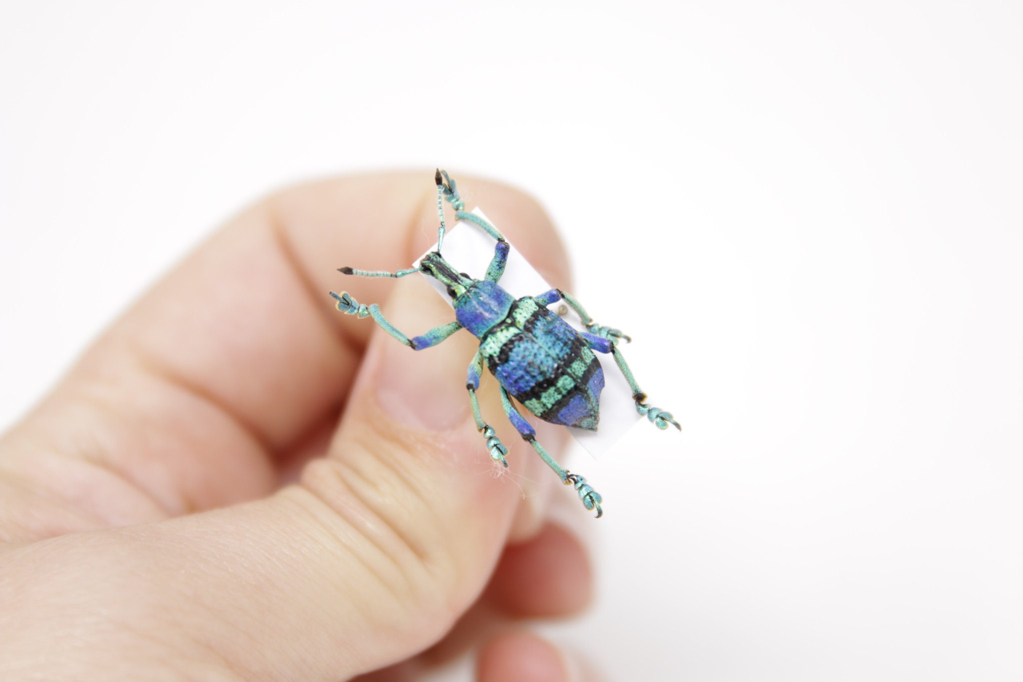 Eupholus schoenherri, Arfak Irian Java, A1 Real Beetle Pinned Set ...