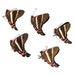Five 5 Metalmark Butterflies Rhetus Periander Unmounted Papered ...