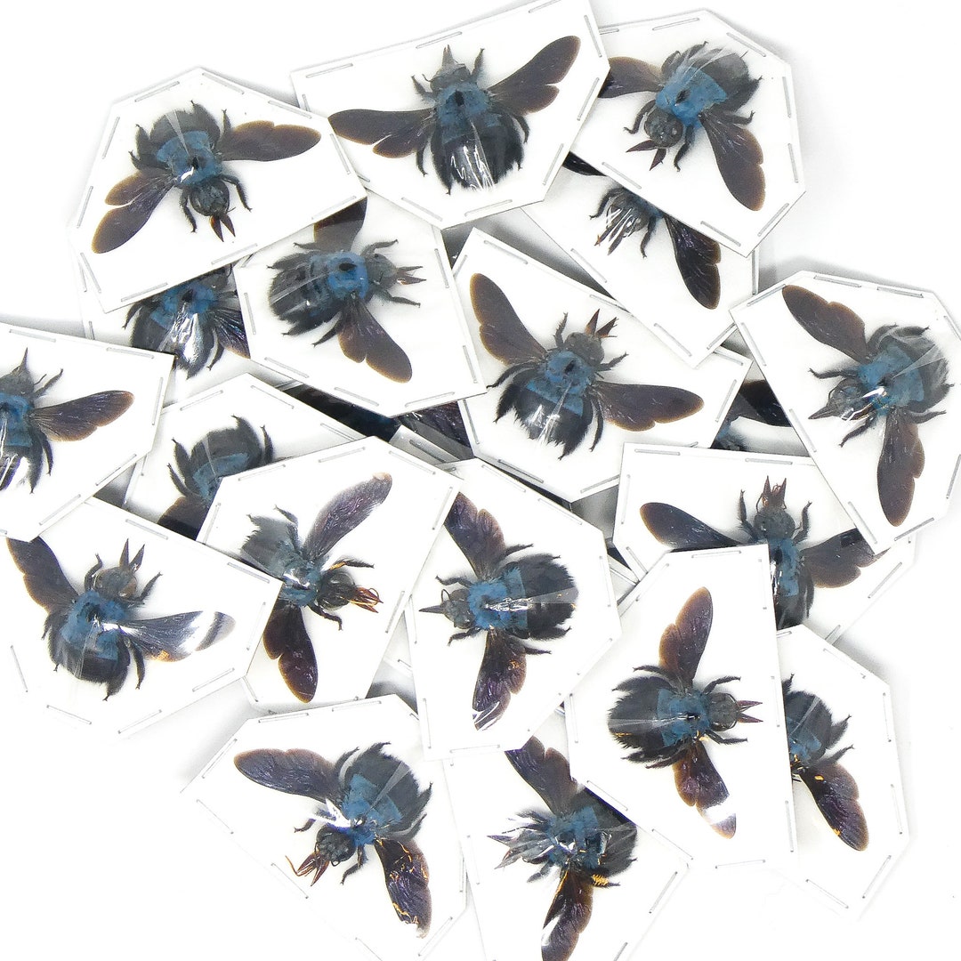 Pack of 10 Blue Carpenter Bees (xylocopa Caerulea) | A1 Spread Specimen ...