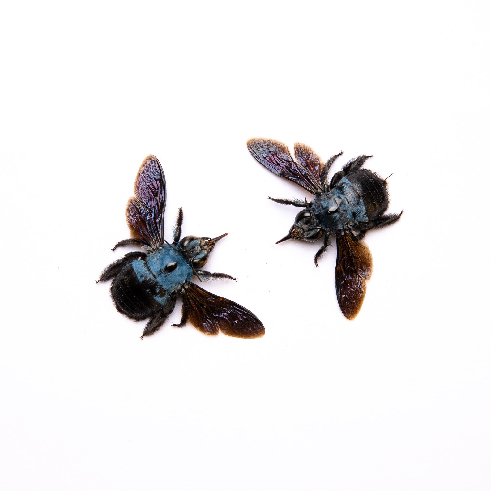 TWO (2) X Blue Carpenter Bees (xylocopa Caerulea) | A1 Spread Specimen ...