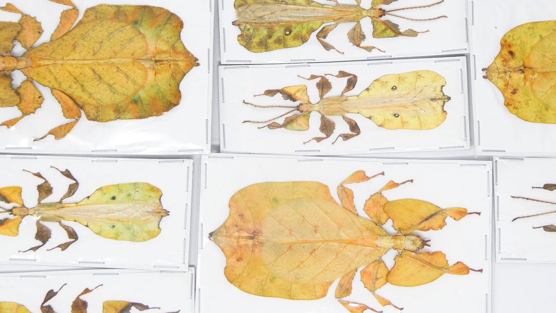 A PAIR of YELLOW Leaf Insects pulchriphyllium Pulchrifolium A1 Spread ...