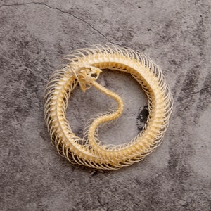 Striped Keelback Snake xenochrophis Vittatus A1 Coiled Skeleton ...