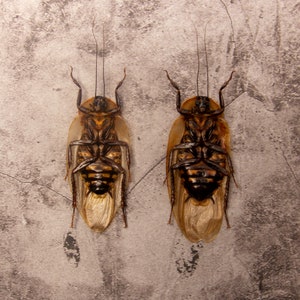 TWO (2) Giant Cave Cockroaches (blaberus Giganteus) A1 Ethically ...