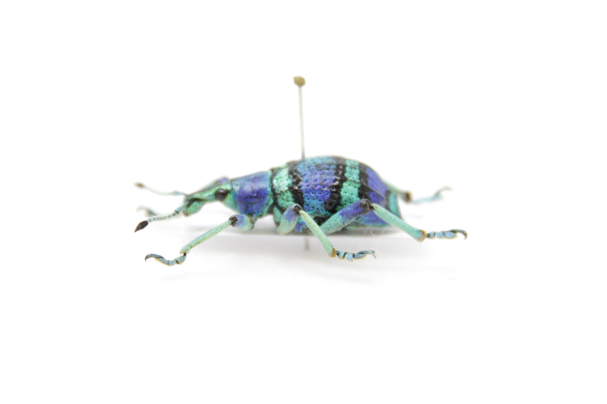 Eupholus schoenherri, Arfak Irian Java, A1 Real Beetle Pinned Set ...